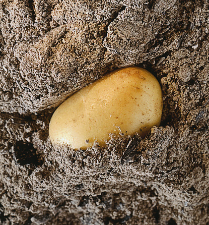 Ricetta Patate sotto la cenere - Donna Moderna