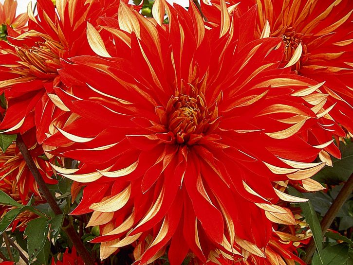 Dalie o dahliae? Ecco come si coltivano - Donna Moderna