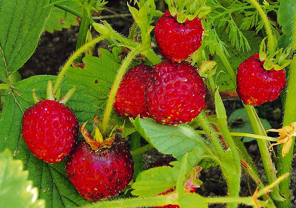 Fragoline di bosco nel tuo orto - Donna Moderna