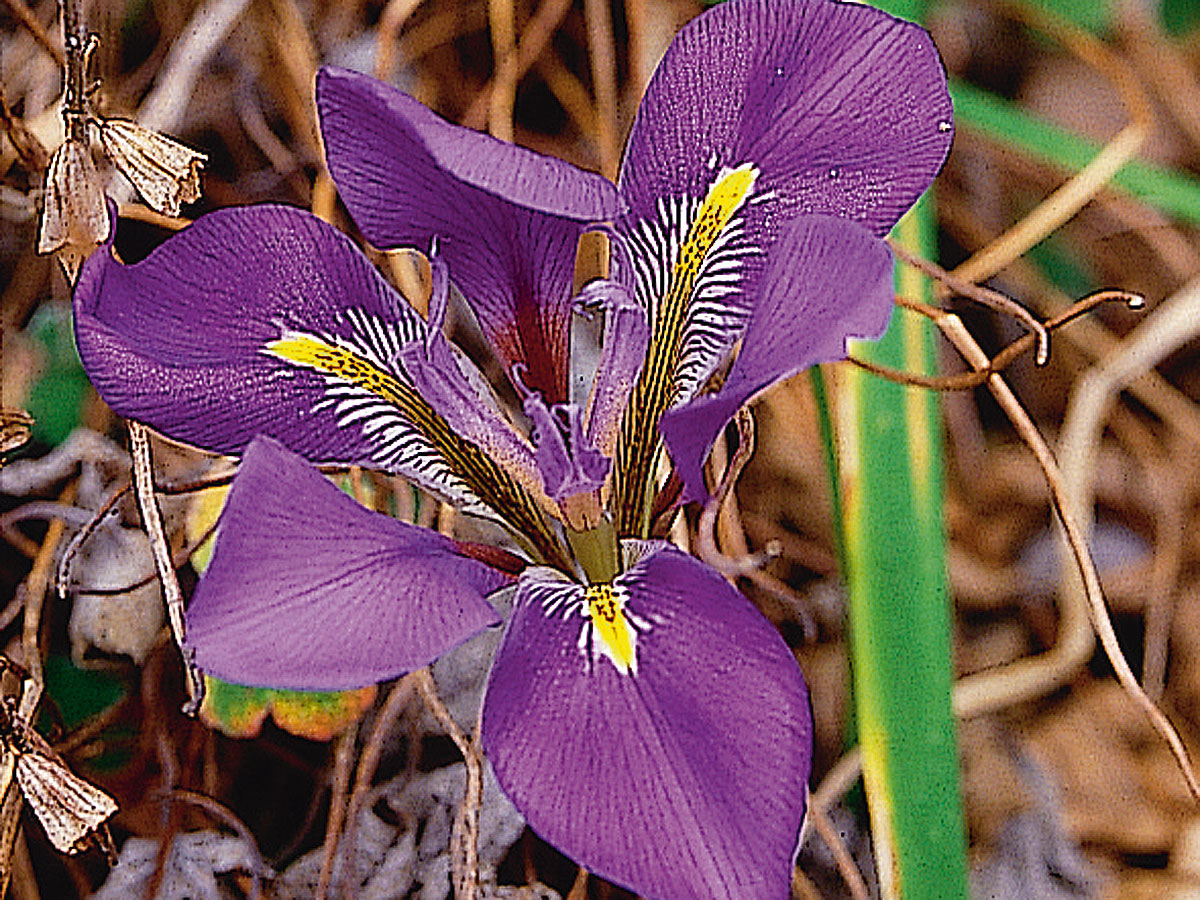 Fiore di Iris: come si cura e si coltiva - Donna Moderna