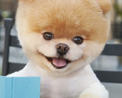 Il libro sul cane più bello del mondo: Boo - Donna Moderna