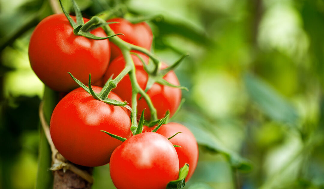 Licopene: dal pomodoro un potente antiossidante - Donna Moderna