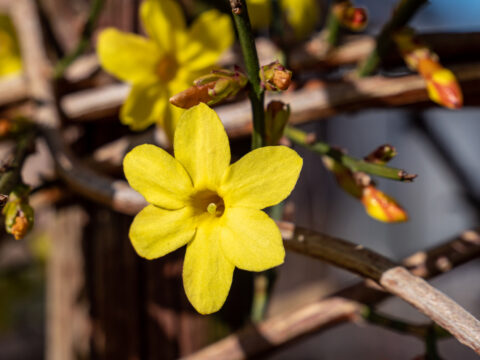 Tutto sulle piante di gelsomino: caratteristiche, varietà e ...