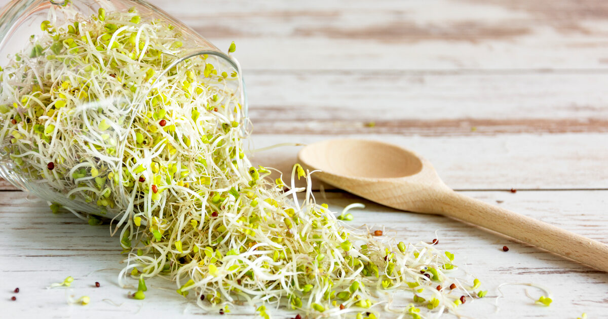 Come coltivare l'insalata e i germogli in barattolo - Donna Moderna