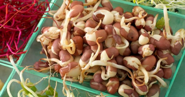 Germogli, le proprietà di un vero supercibo - Donna Moderna