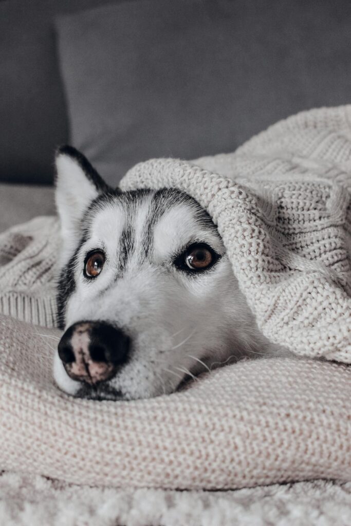 Come proteggere il cane dal freddo: consigli utili e rimedi - Donna Moderna