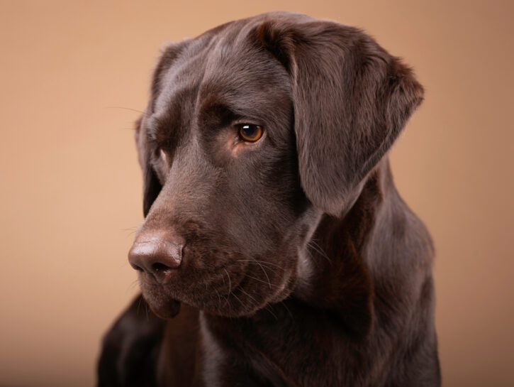 La razza del cane rivela la personalità del padrone - Donna Moderna