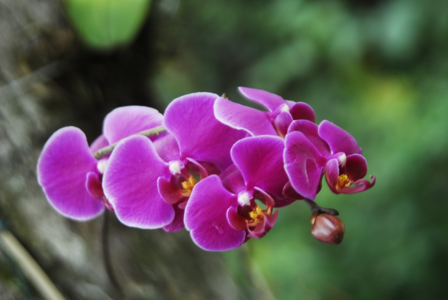Orchidee: le specie più belle e quali scegliere - Donna Moderna