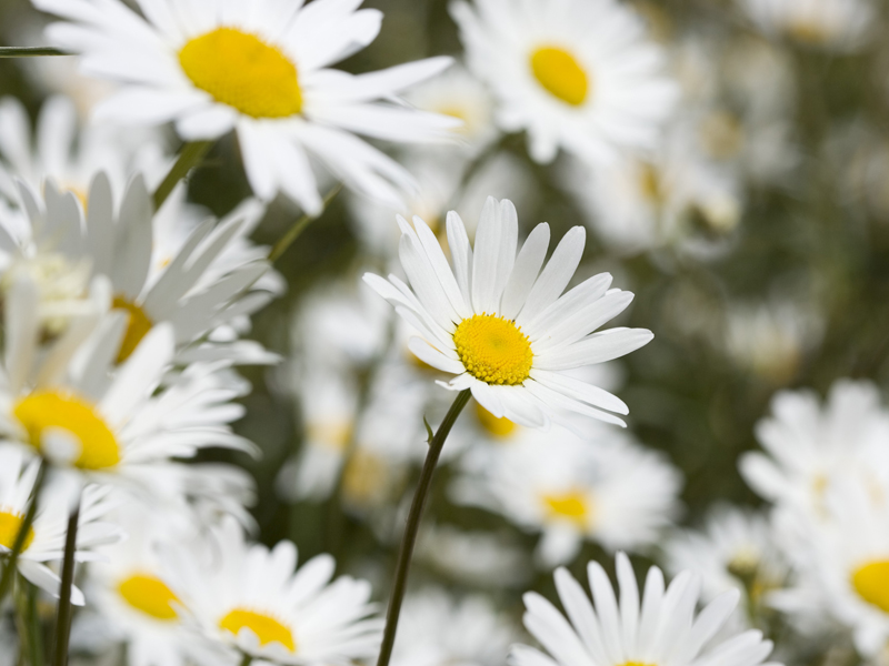 Fiori e stagioni | Quali fiori piantare in ogni stagione - Donna Moderna