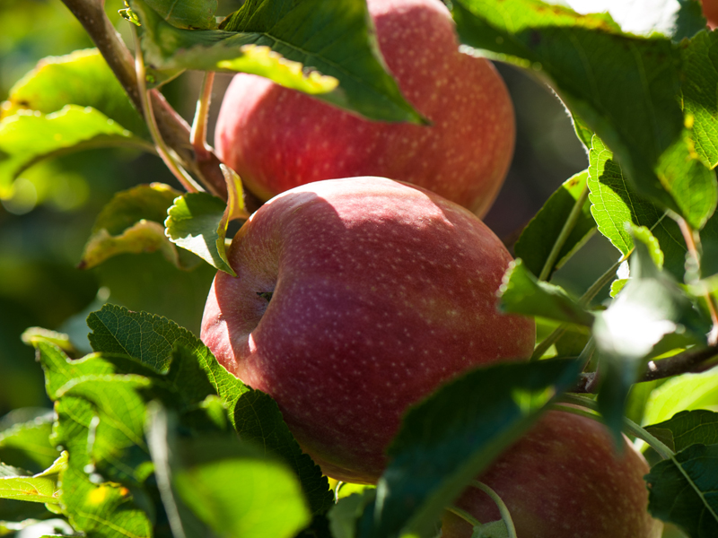 Pink Lady®: una mela diversa dalle altre - Donna Moderna