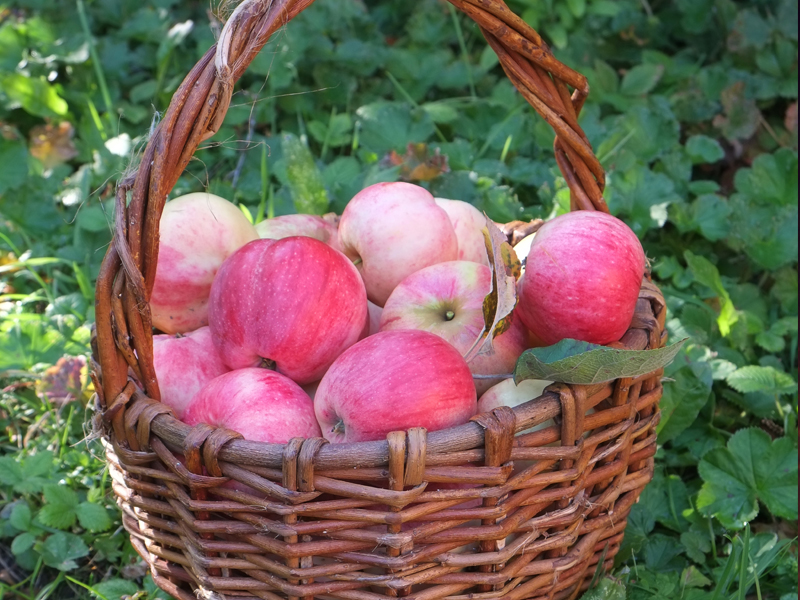 Pink Lady®: ogni stagione è un passo verso una mela unica - Donna Moderna