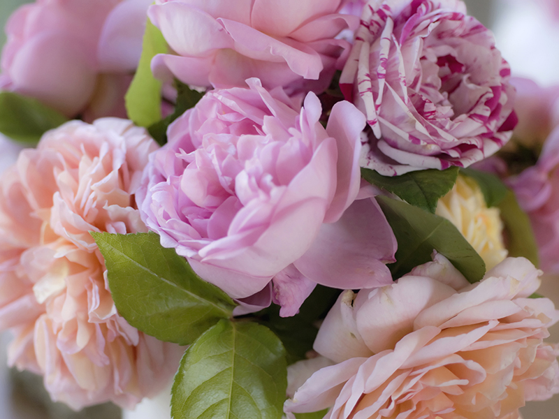 Tutto sulle rose: tipologie, cure e curiosità - Donna Moderna