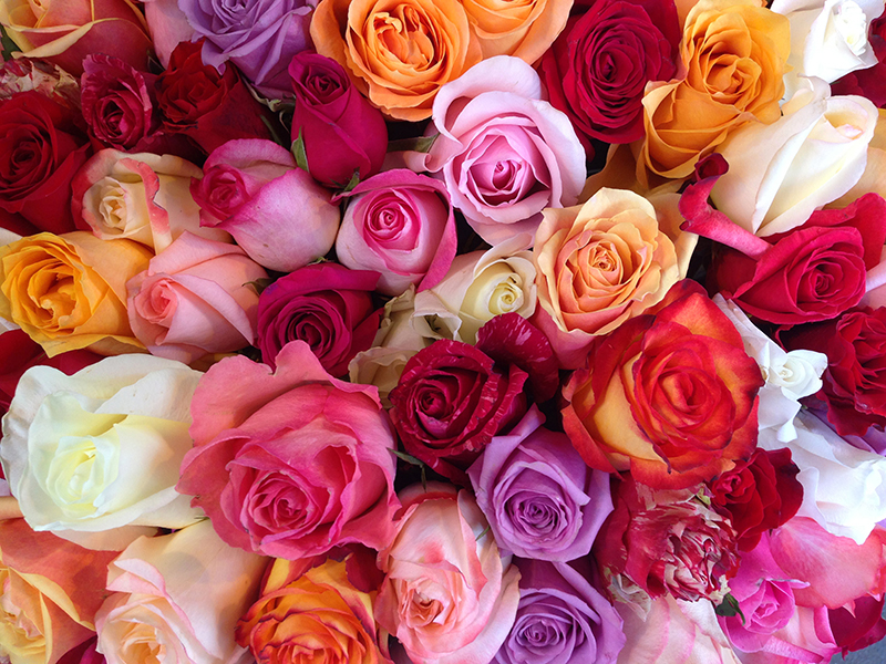 Tutto sulle rose: tipologie, cure e curiosità - Donna Moderna