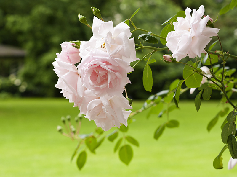 Tutto sulle rose: tipologie, cure e curiosità - Donna Moderna