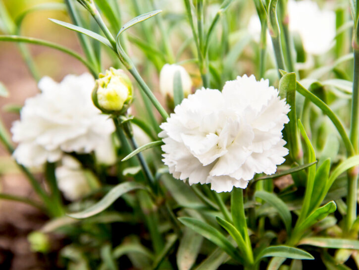 Garofano: come coltivarlo e quali sono le varietà - Donna Moderna