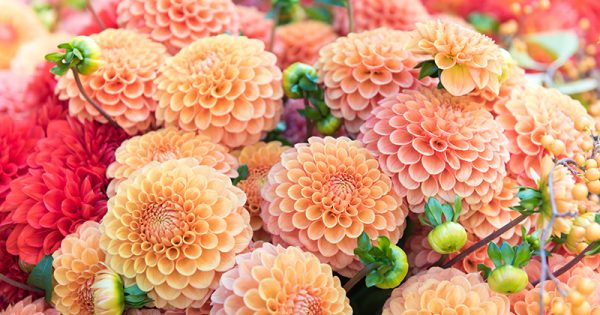 Dalia: come coltivarla e renderla bellissima - Donna Moderna