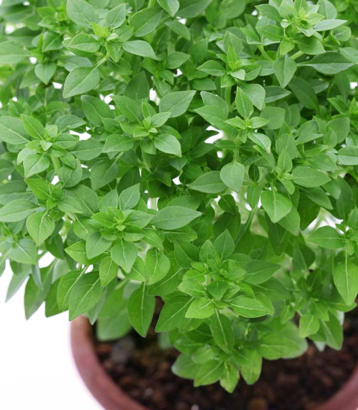 Tutte le varietà del basilico - Donna Moderna