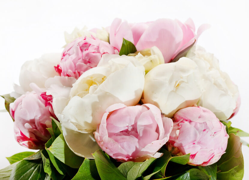 Peonie: bianche, rosa, in vaso, significato, periodo - Donna Moderna