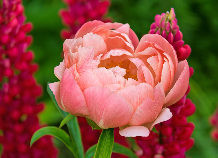 Peonie: bianche, rosa, in vaso, significato, periodo - Donna Moderna