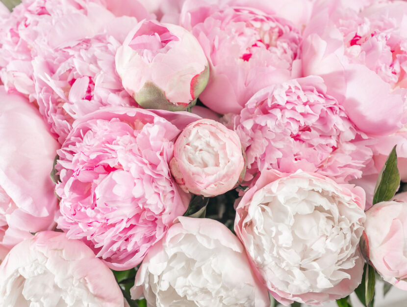 Peonie: bianche, rosa, in vaso, significato, periodo - Donna Moderna