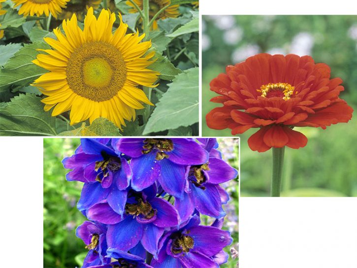 I fiori da coltivare in estate ed essiccare in inverno - Donna Moderna