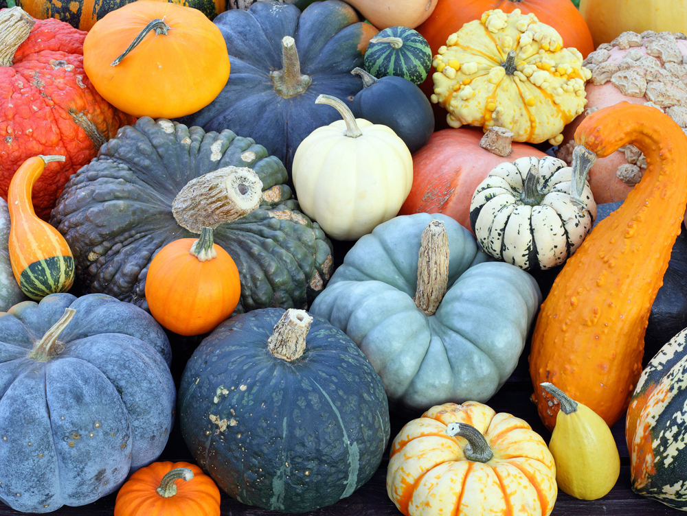 Zucca: proprietà e benefici, calorie, valori nutrizionali - Donna Moderna