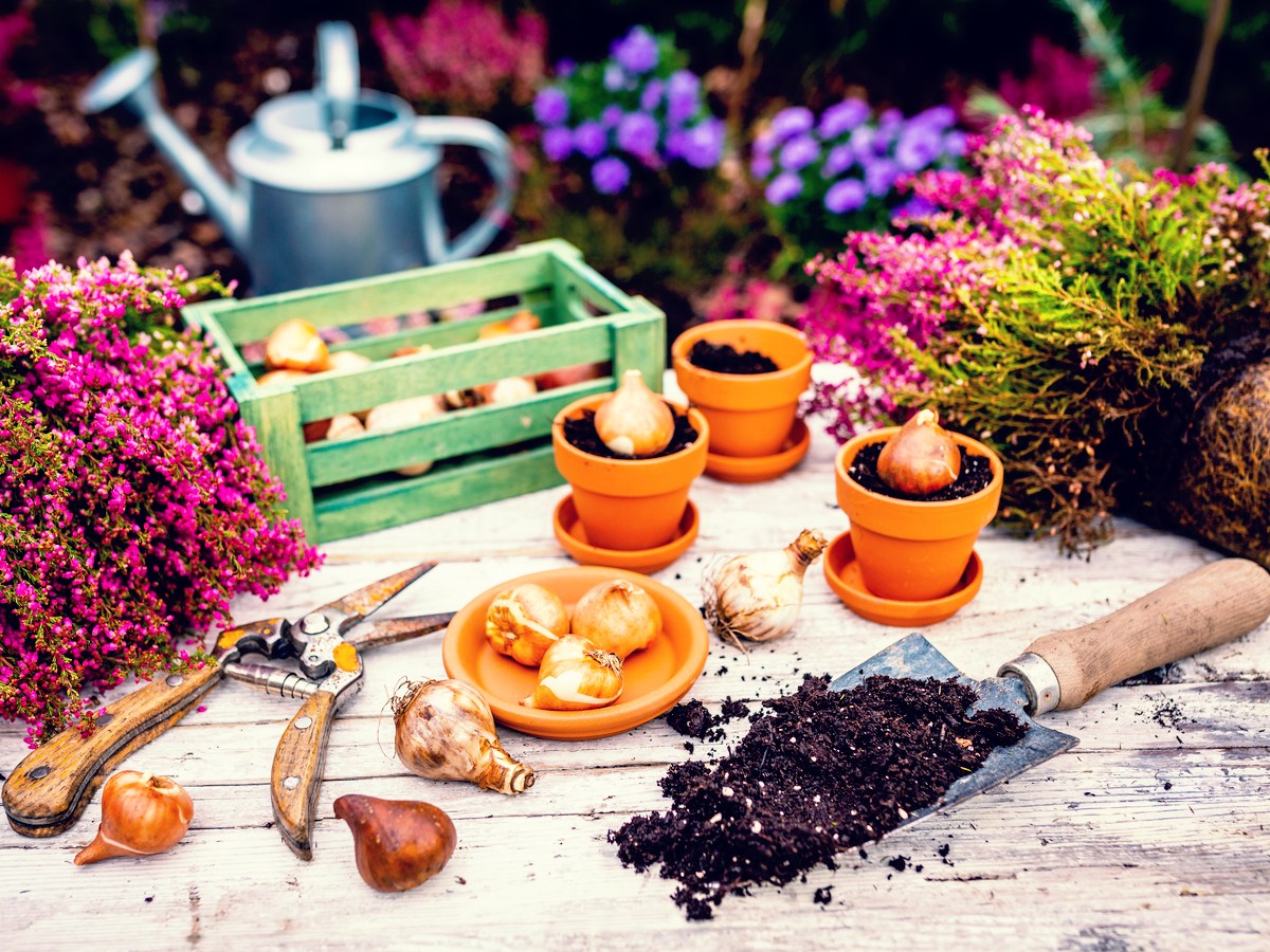 Bulbi: quali piantare in autunno - Donna Moderna
