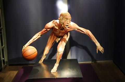 Sono andata a vedere Real Bodies (e non sono svenuta) - Donna Moderna