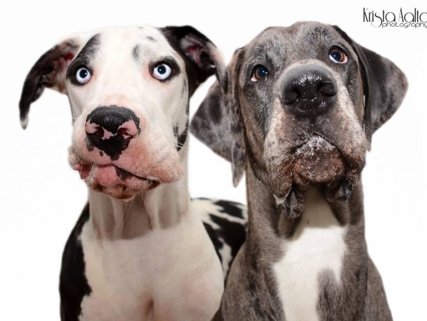 Mutka e Luna: le foto dei cani più buffi del web - Donna Moderna