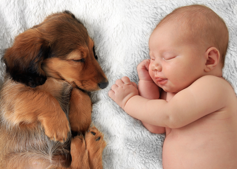 Neonato e cane in casa: come fare quando arriva un bebè - Donna Moderna