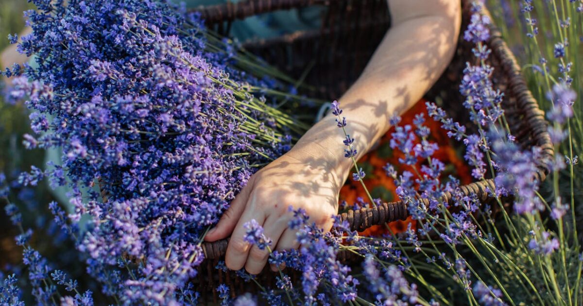 Il segreto della lavanda: coltivala in casa per un'esplosione di relax ...