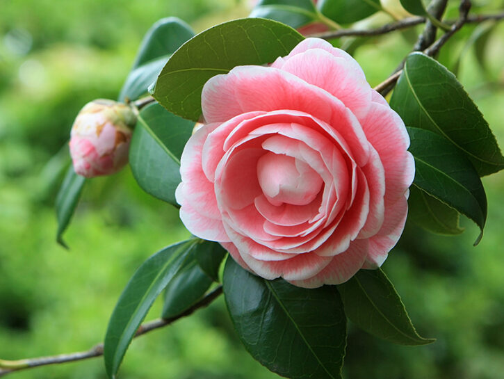 Camelie: come coltivarle e farle diventare bellissime - Donna Moderna