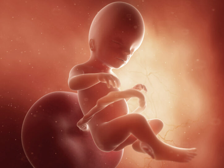 Le immagini del feto. Come cresce una vita - Donna Moderna