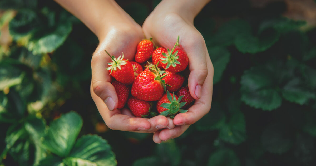 Come raccogliere le fragole - Donna Moderna