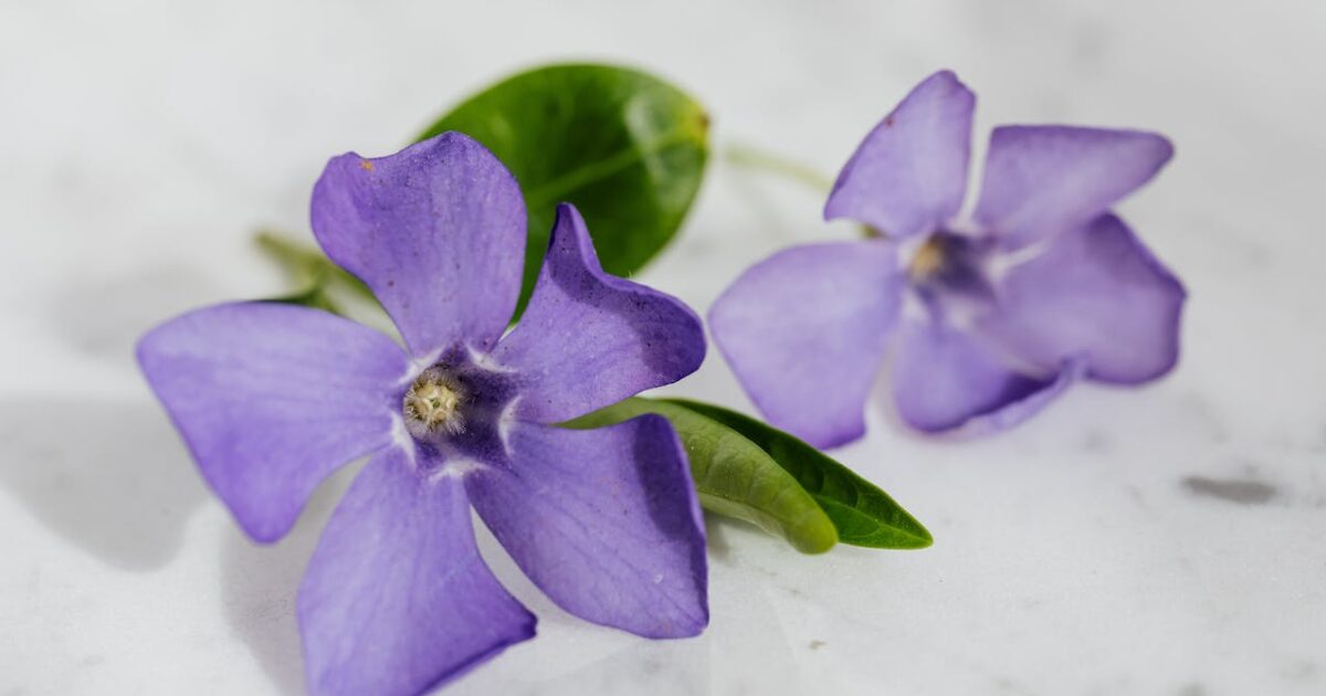 Come coltivare le viole - Donna Moderna