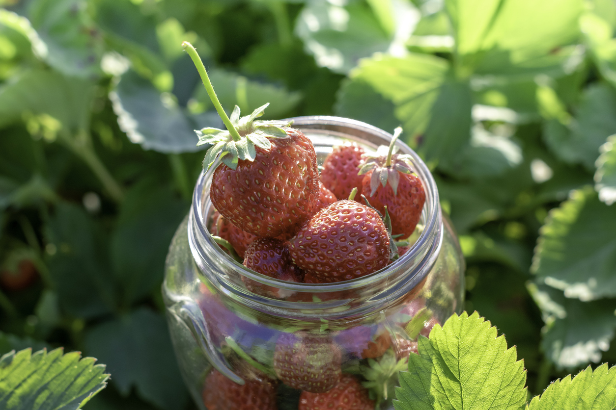 Come coltivare le fragole in balcone - Donna Moderna