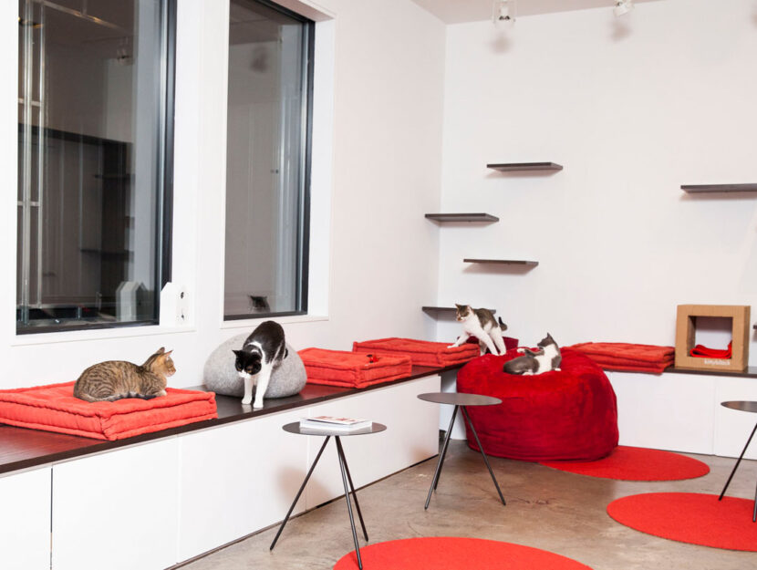 Cat Cafè: i bar più belli dove andare a coccolare i gatti - Donna Moderna