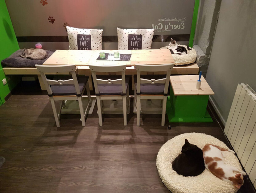 Cat Cafè: i bar più belli dove andare a coccolare i gatti - Donna Moderna
