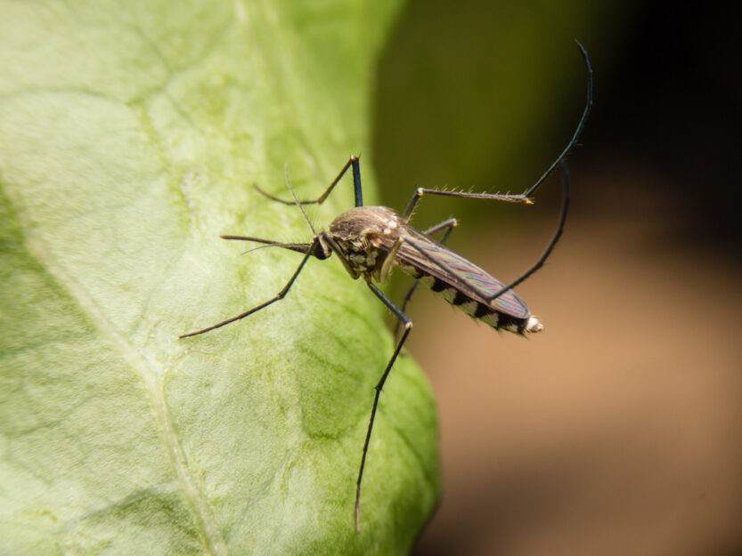 La febbre del Nilo in Italia: cosa c'è da sapere - Donna Moderna