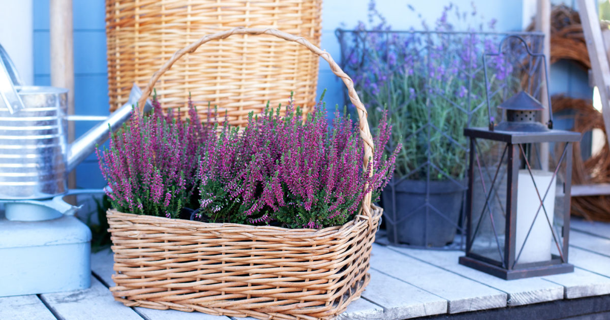Fiori da balcone invernali: i fiori perenni e non - Donna Moderna