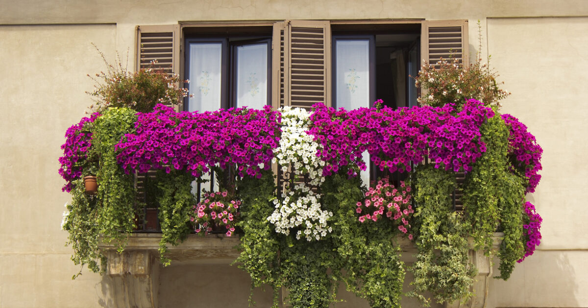 Fiori da balcone pendenti: i più belli - Donna Moderna