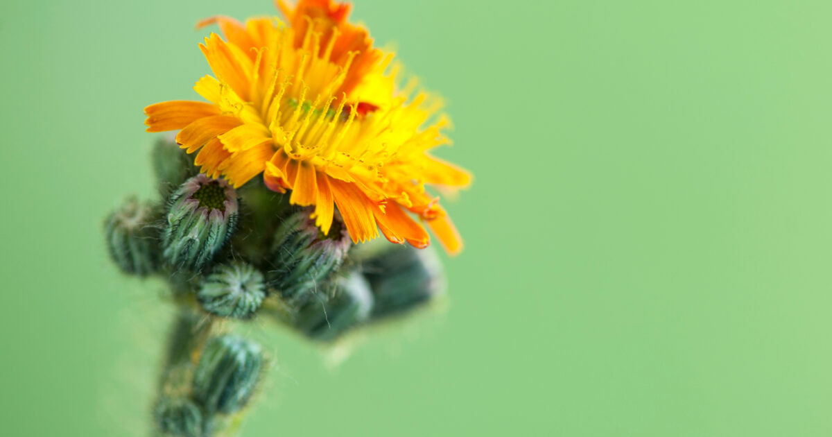 Pilosella: proprietà, come si prende, controindicazioni - Donna Moderna