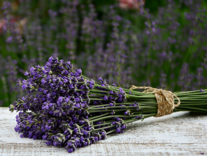 Lavanda: benefici, proprietà e utilizzi per il benessere quotidiano ...