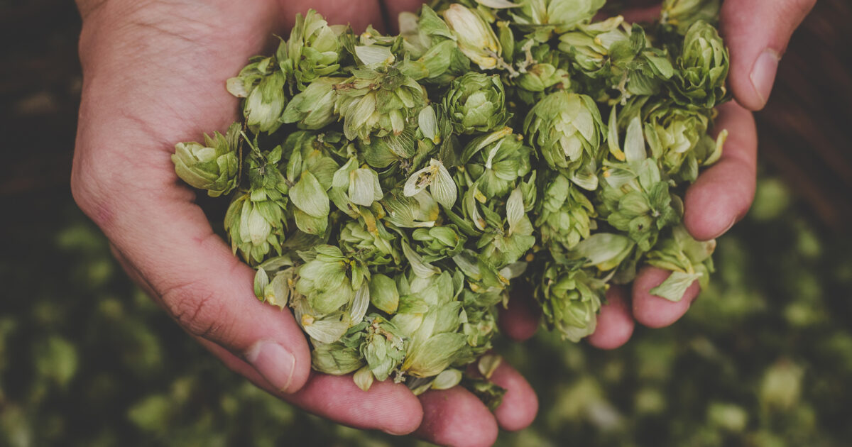 Luppolo: cos'è, proprietà, benefici e uso - Donna Moderna