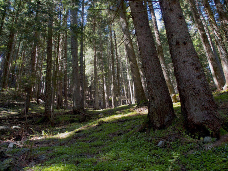 Quali sono i boschi più belli d'Italia e quando visitarli? - Donna Moderna