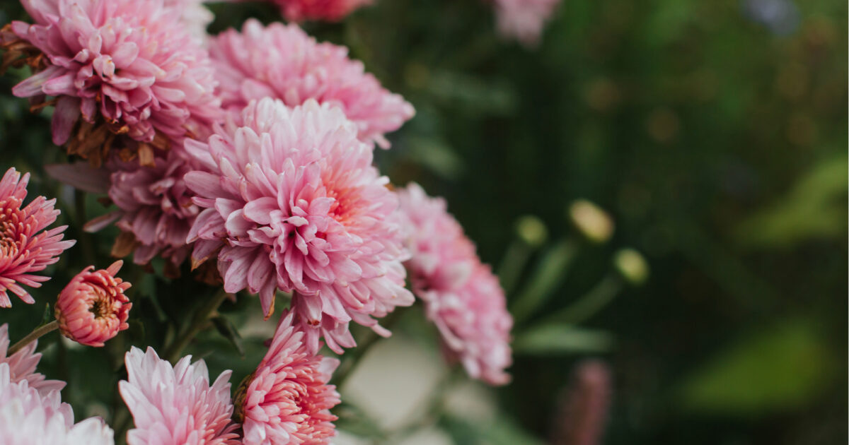Crisantemi: significato, proprietà e come coltivarli - Donna Moderna