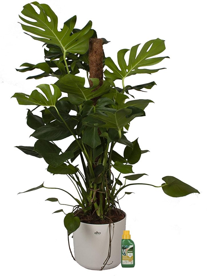 Monstera: la pianta bella e facile da curare, varietà e prezzi - Donna ...