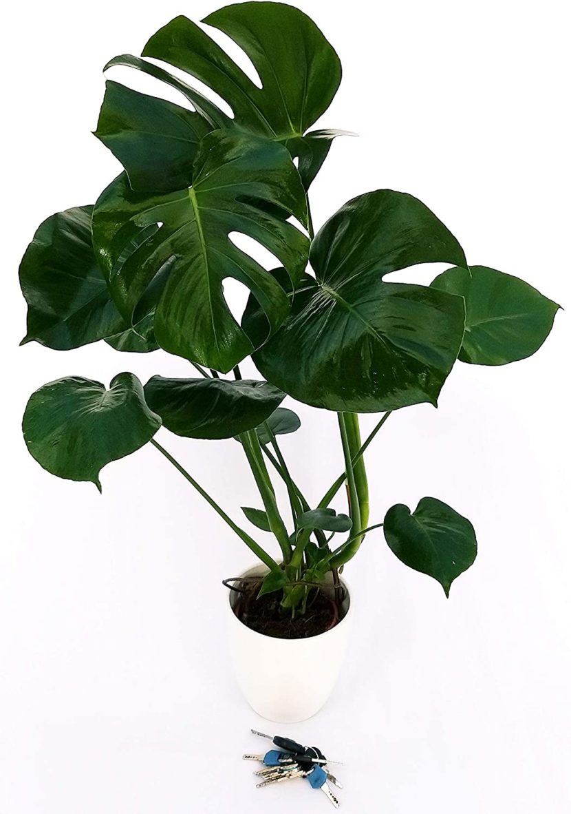 Monstera: la pianta bella e facile da curare, varietà e prezzi - Donna ...