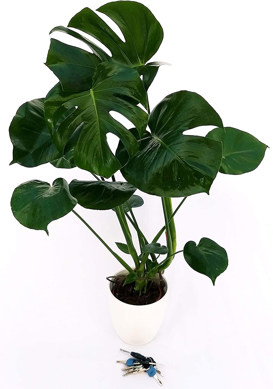 Monstera: la pianta bella e facile da curare, varietà e prezzi - Donna ...