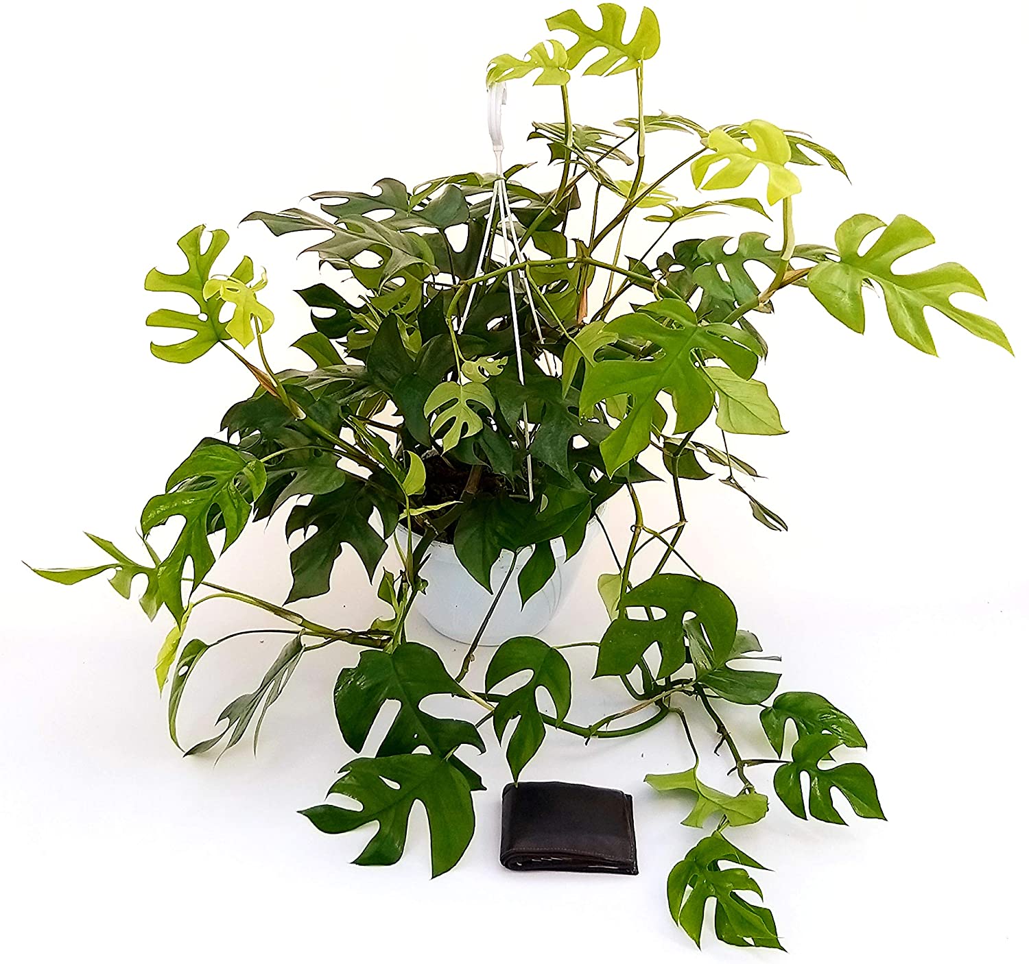 Monstera: la pianta bella e facile da curare, varietà e prezzi - Donna ...